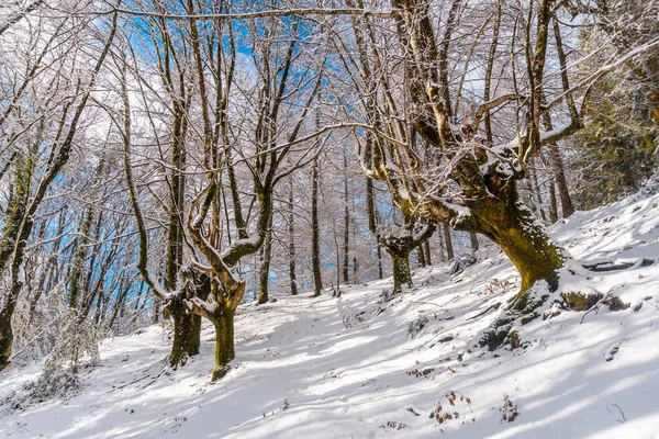 A group of hikers on the trail in the Nevado de Artikutza natural park ...