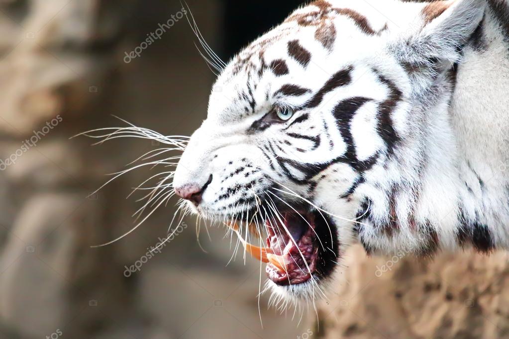 Tigre blanco de Bengala rugiendo en un zoológico .: fotografía de stock ...