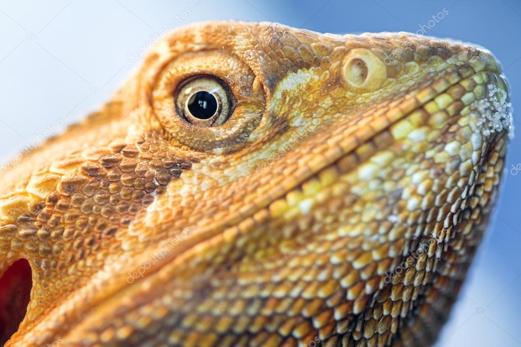 Red leatherback smooth bearded dragon (Pogona vitticeps). Stock Photo ...