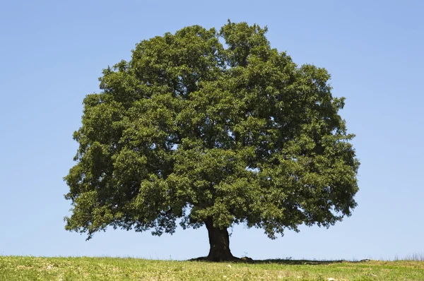 Giant oak tree Stock Photos, Royalty Free Giant oak tree Images ...