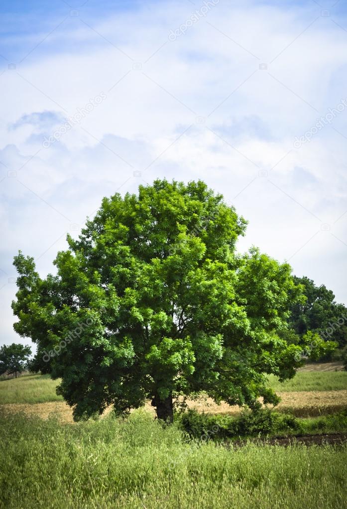 Oak Tree Stock Photo by ©adempercem 78287016