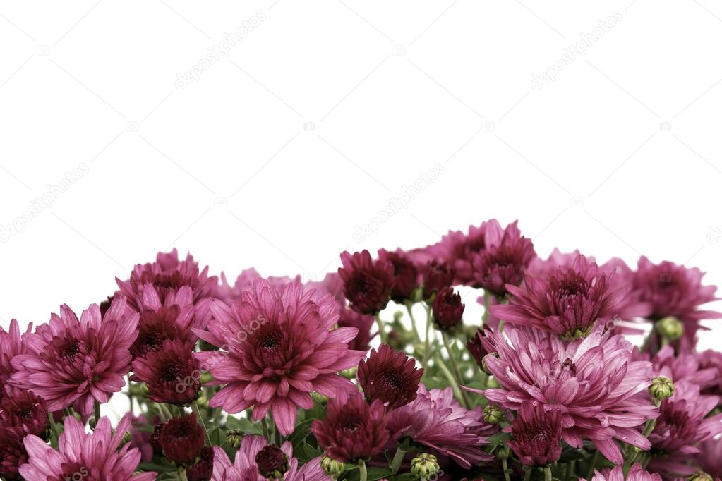 Border of pink fall mum flowers on white — Stock Photo © jaap1661 #58434381