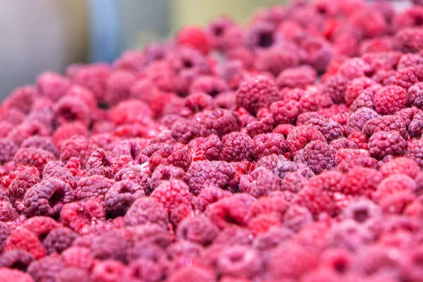 Fotos de Frozen raspberry processing business, Imagens de Frozen ...