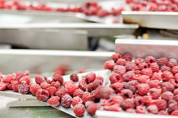 frozen raspberry processing business - Stock Image - Everypixel