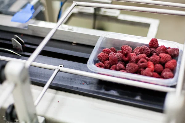 Frozen raspberry processing business - Stock Image - Everypixel