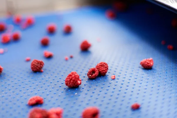 Frozen raspberry processing business - Stock Image - Everypixel