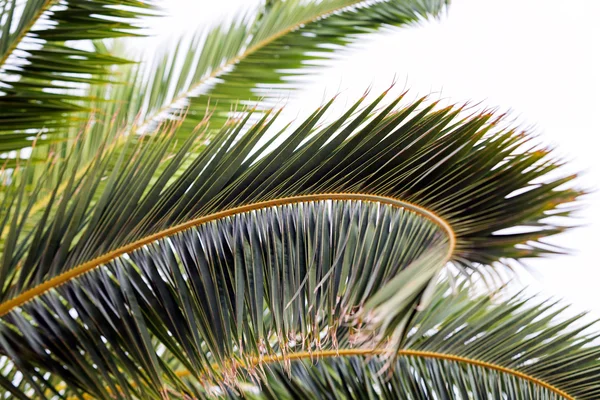 Hanging palm tree branches Stock Photos, Royalty Free Hanging palm tree ...