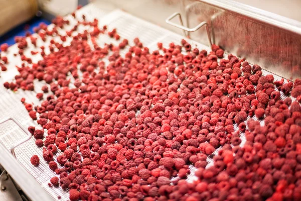 Frozen raspberry processing business - Stock Image - Everypixel