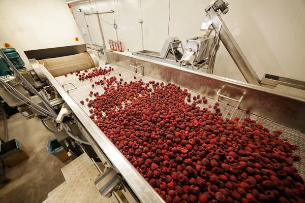 Frozen raspberry processing business - Stock Image - Everypixel