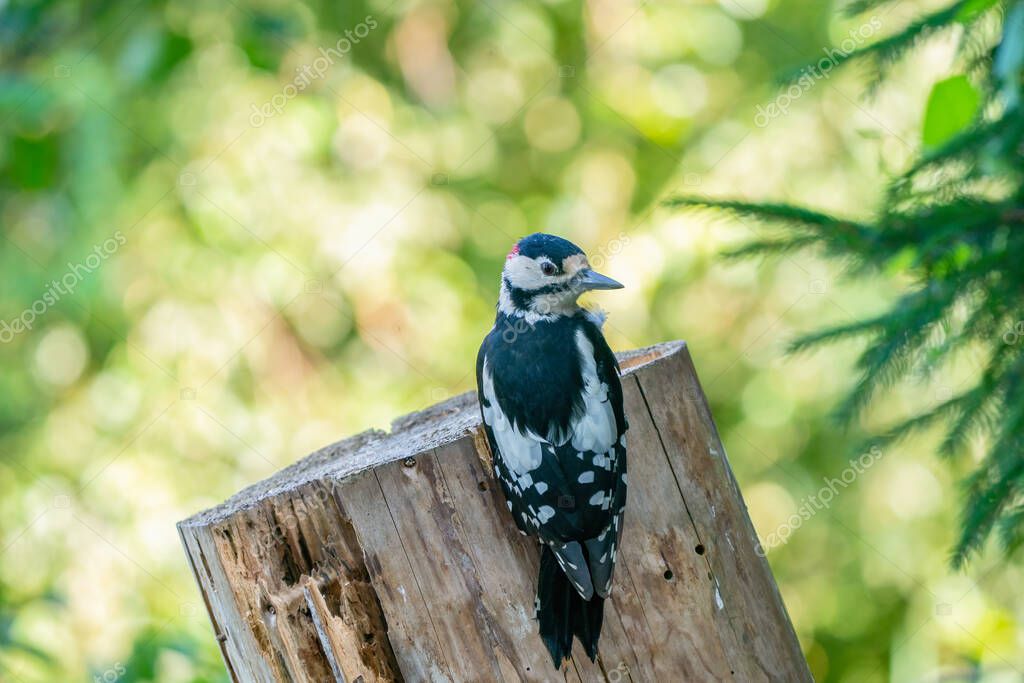 Un gran pájaro carpintero moteado se sienta en un tronco de árbol ...