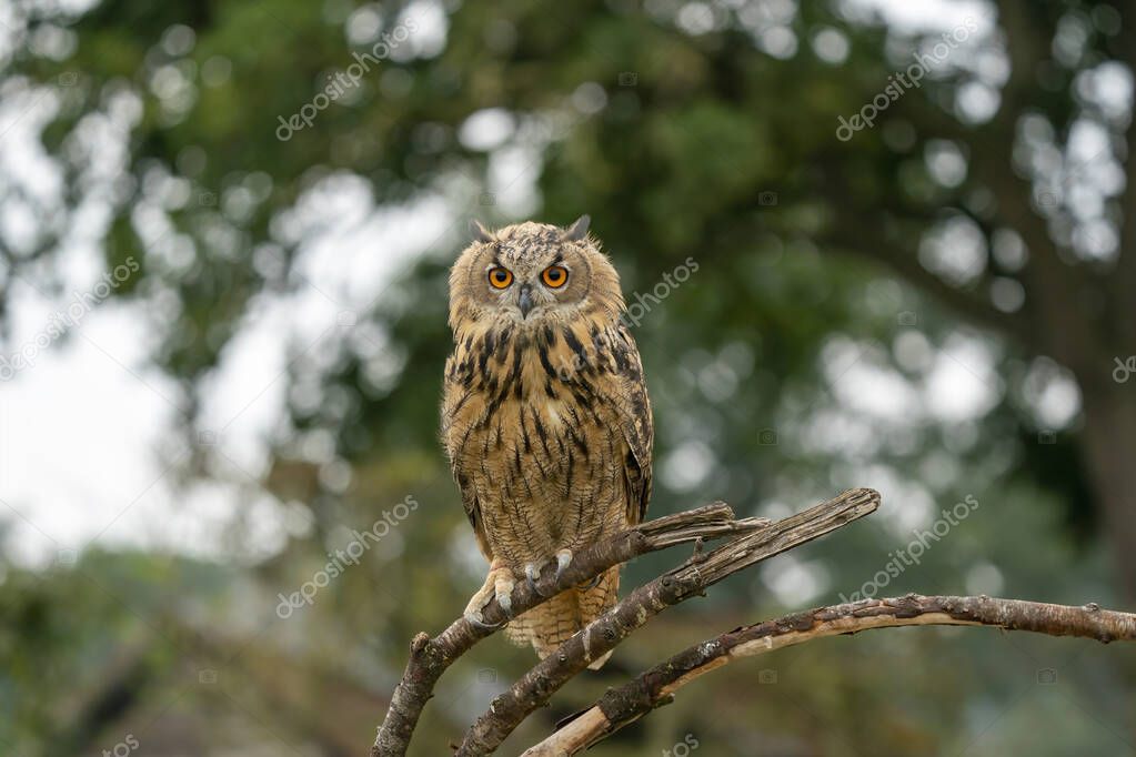 Búho águila euroasiático, Bubo bubo, una gran especie de búho águila ...