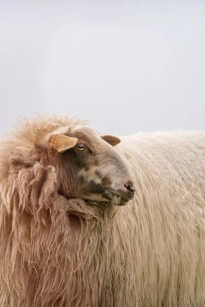 Angry sheep Stock Photos, Royalty Free Angry sheep Images | Depositphotos