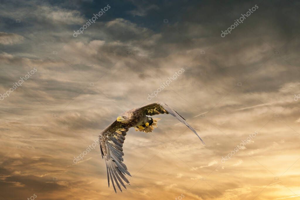 Águila calva europea vuela en un cielo dramático de color marrón dorado ...