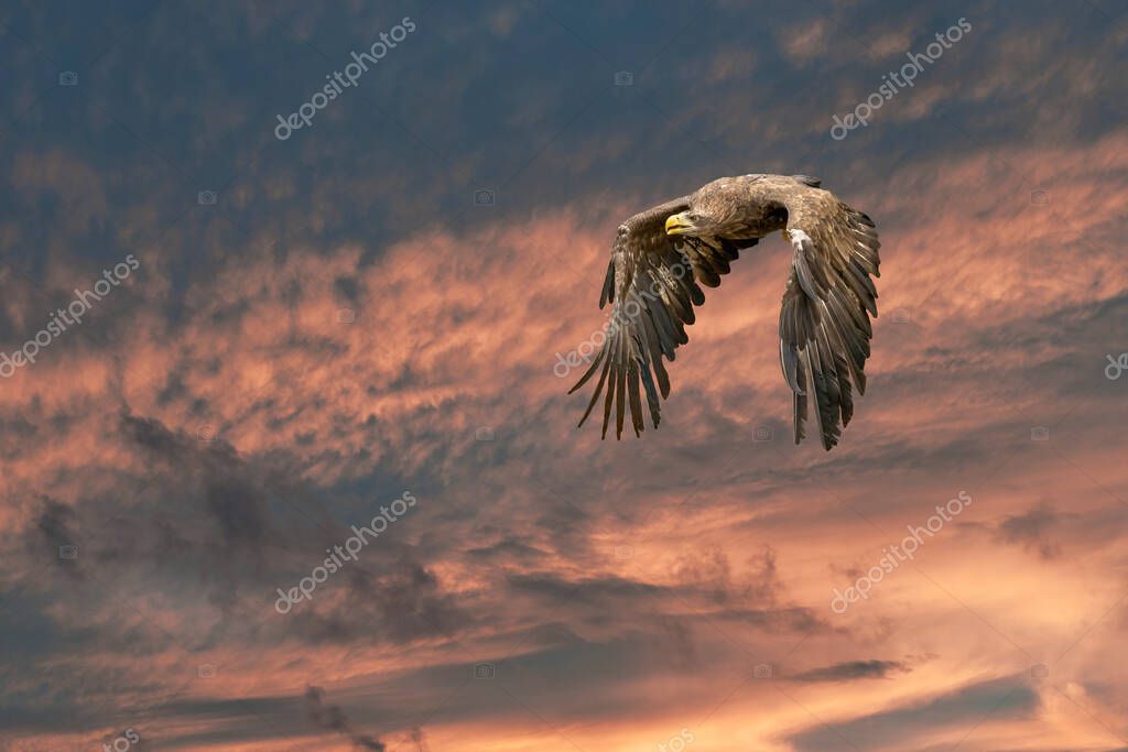 Águila calva europea vuela en un cielo dramático de color marrón dorado ...