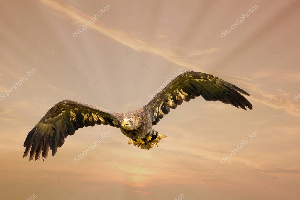 Águila calva europea vuela en un cielo dramático de color marrón dorado ...