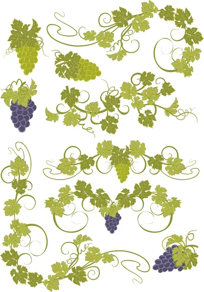 49,763,608 Grapevine Vector Images | Depositphotos