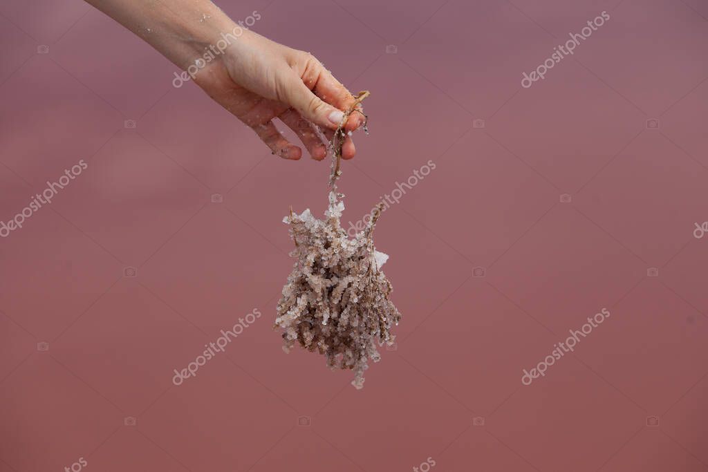 Rama que cayó en un lago de sal rosa estaba cubierto de grandes ...