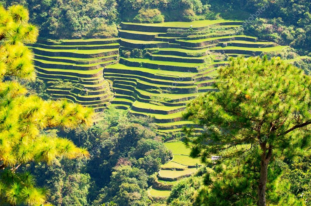 Rice terraces in the Philippines. Rice cultivation in the North — Stock ...