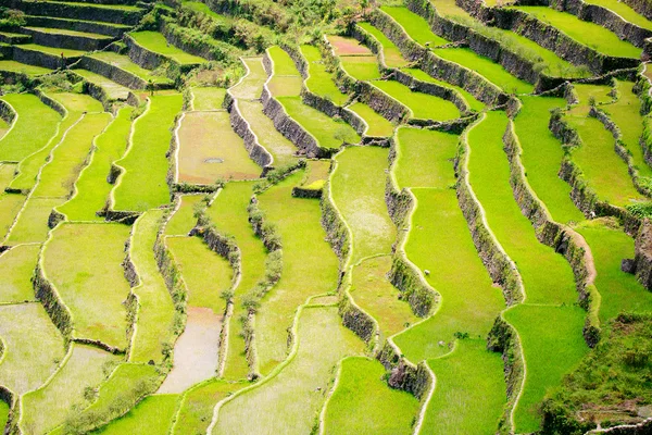 Rice terraces in the Philippines. Rice cultivation in the North Stock ...