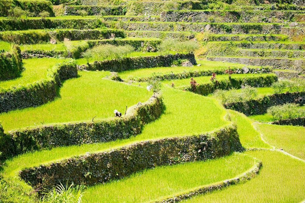 Rice terraces in the Philippines. Rice cultivation in the North Stock ...