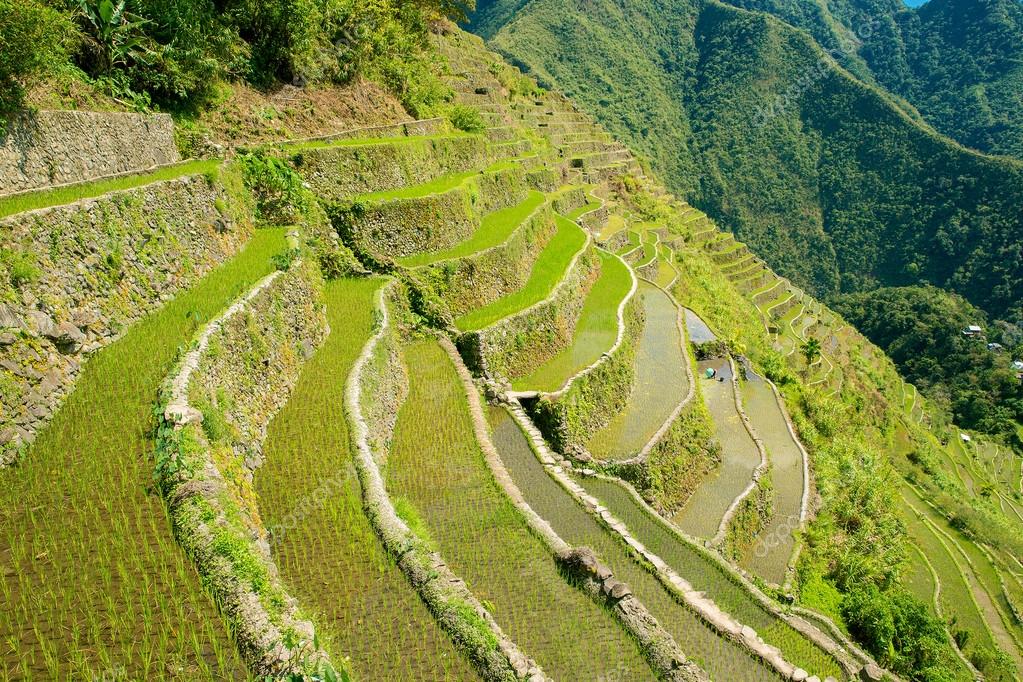 Rice terraces in the Philippines. Rice cultivation in the North Stock ...