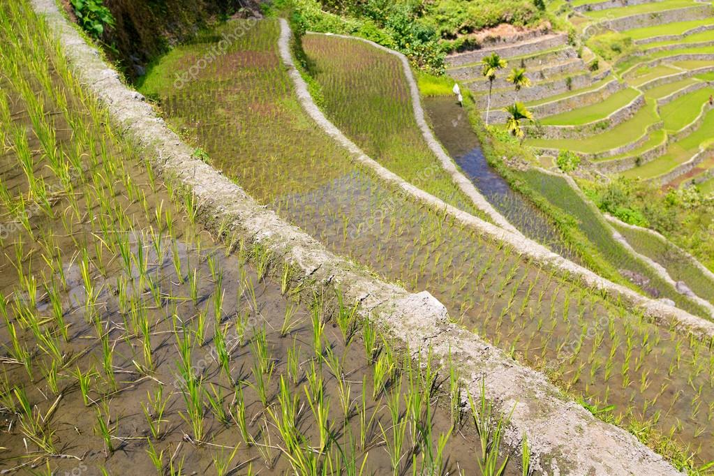 Rice terraces in the Philippines. Rice cultivation in the North — Stock ...
