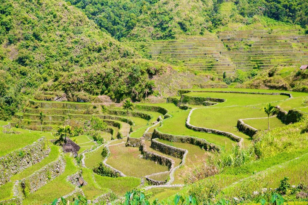 Rice terraces in the Philippines. Rice cultivation in the North — Stock ...
