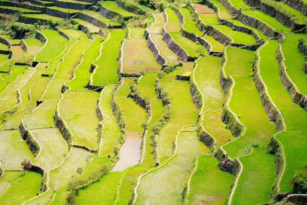 Rice terraces in the Philippines. Rice cultivation in the North Stock ...