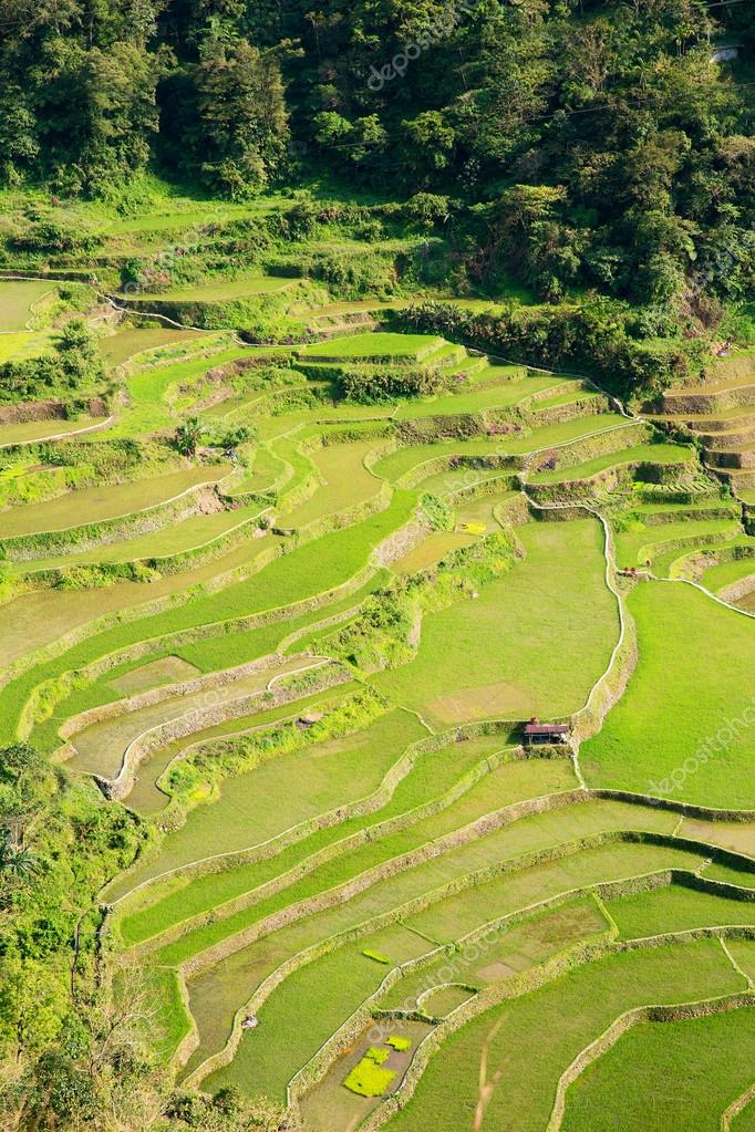 Rice terraces in the Philippines. Rice cultivation in the North — Stock ...