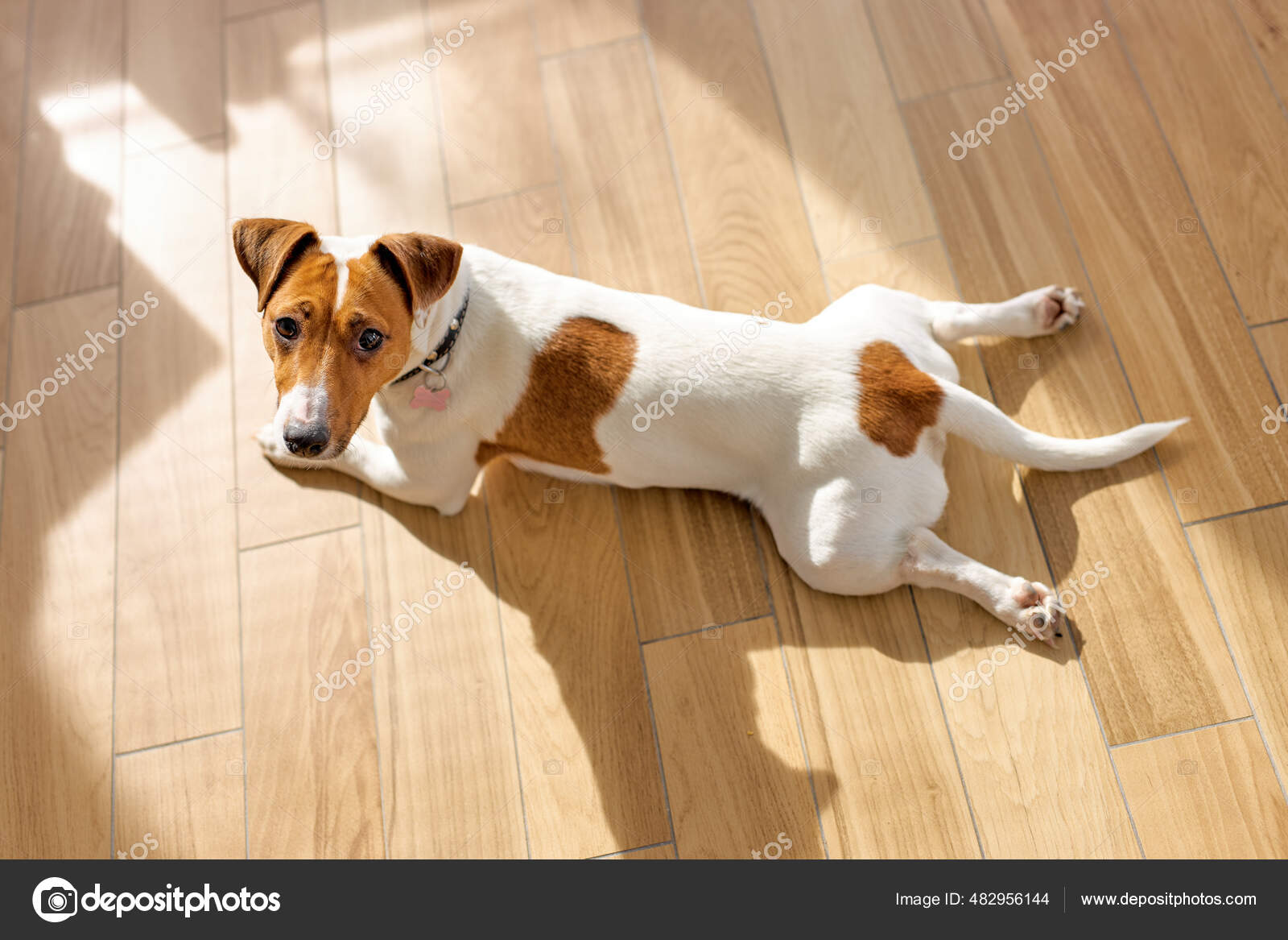 Are Jack Russells Purebred