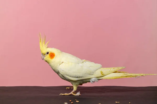 Cockatiel Stock Photos, Royalty Free Cockatiel Images | Depositphotos