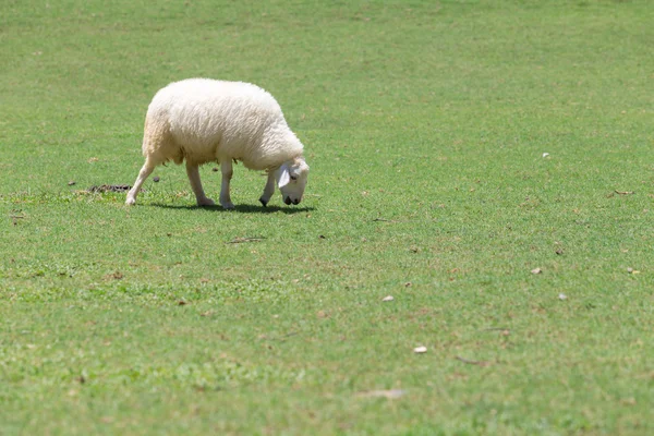 Sheep and pasto Stock Photos, Royalty Free Sheep and pasto Images ...