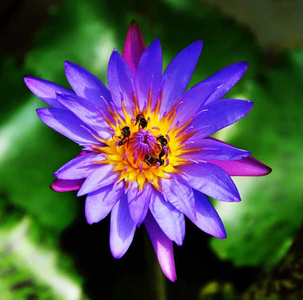 Single violet lotus and 4 bees - Stock Image - Everypixel