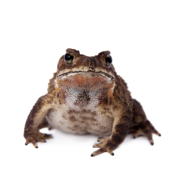 Toad White Background