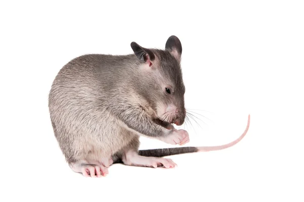 Grand rat gris images libres de droit, photos de Grand rat gris ...