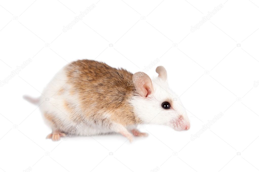 Natal multimammate mouse, mastomys natalensis, on white — Stock Photo ...
