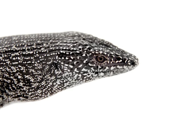 Escala de reptiles Stockfotos, lizenzfreie Escala de reptiles Bilder ...