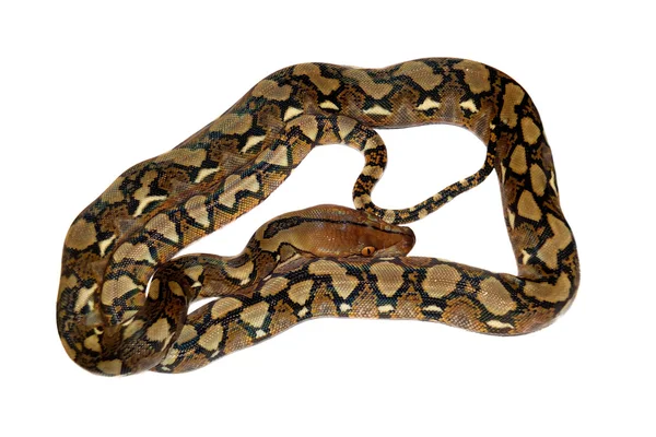 Reticulated python Stock Photos, Royalty Free Reticulated python Images ...