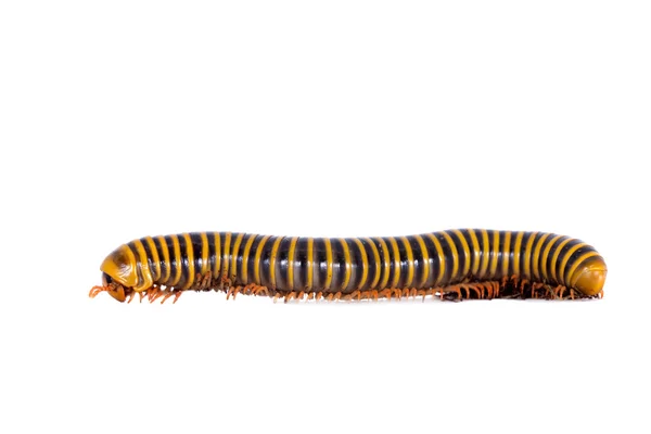 Millipede on white — Stock Photo © Farinosa #122177368