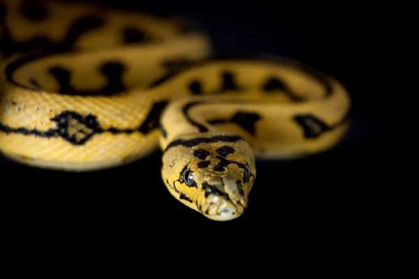 Jungle Jaguar Carpet Python on black Stock Photo by ©Farinosa 122227248