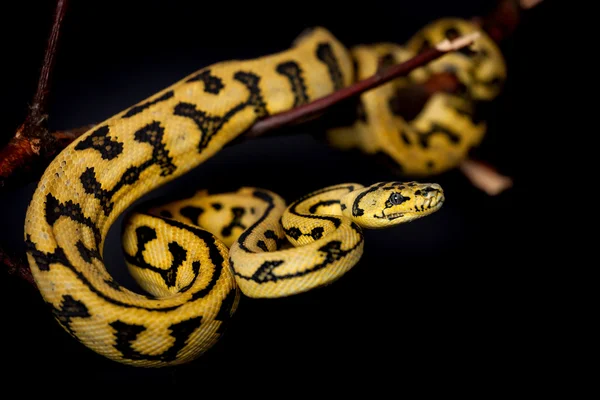Jungle Jaguar Carpet Python on black Stock Photo by ©Farinosa 122227248