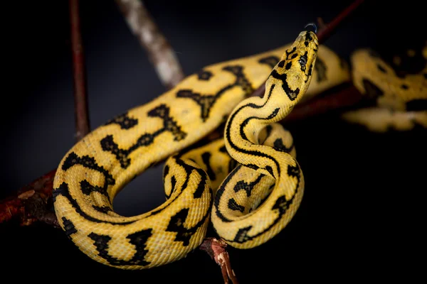 Jungle Jaguar Carpet Python on black Stock Photo by ©Farinosa 122227248