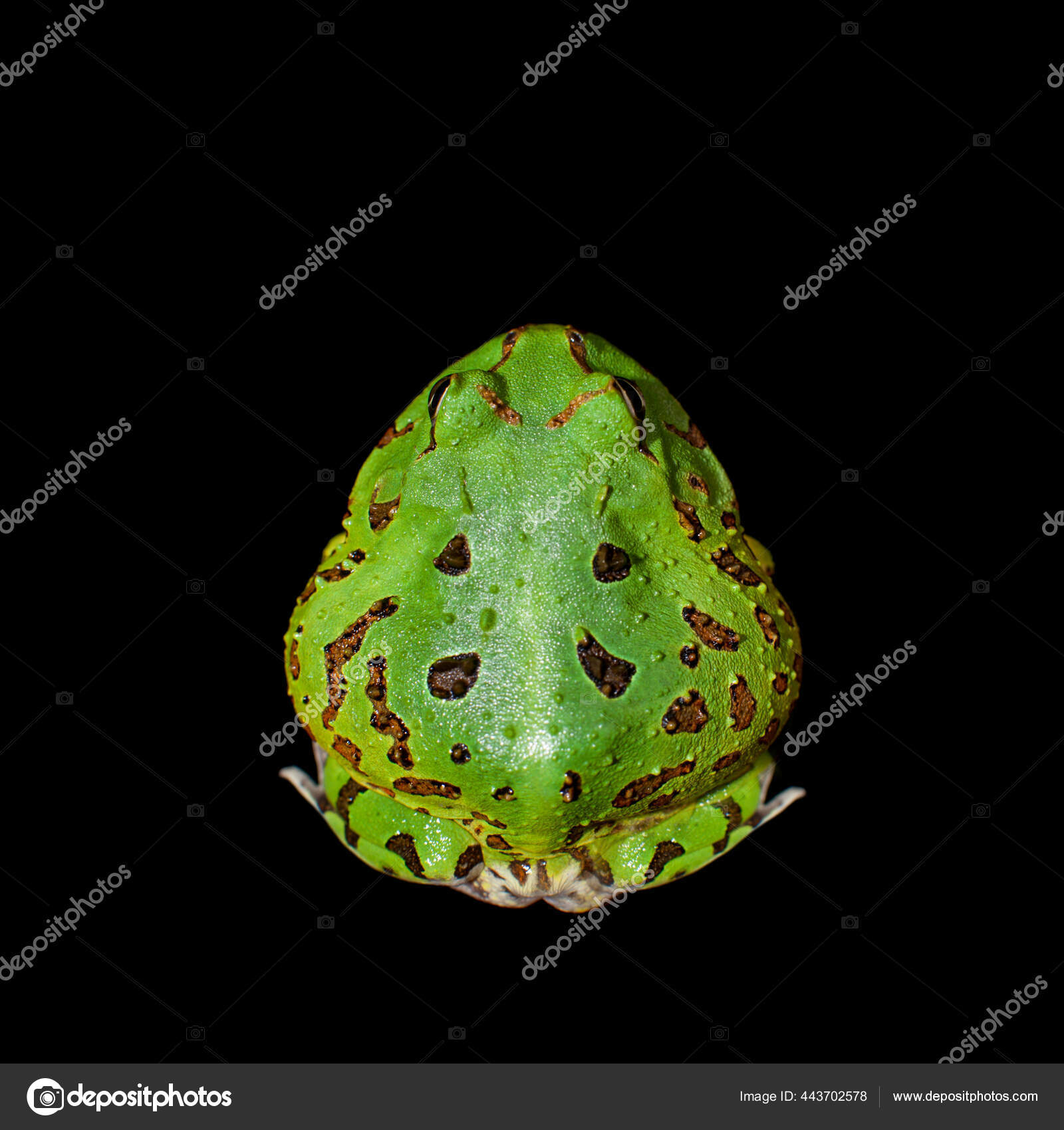 The Brazilian horned frog isolated on black — Stock Photo © Farinosa ...