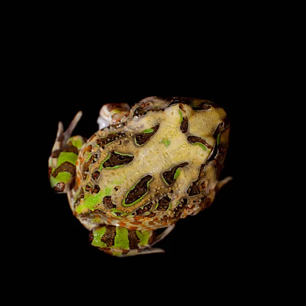 Frog top view Stock Photos, Royalty Free Frog top view Images ...