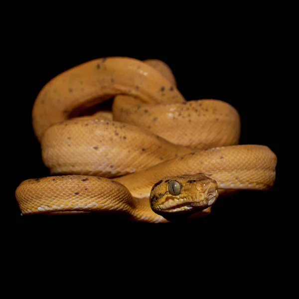 Golden tree snake Stock Photos, Royalty Free Golden tree snake Images ...