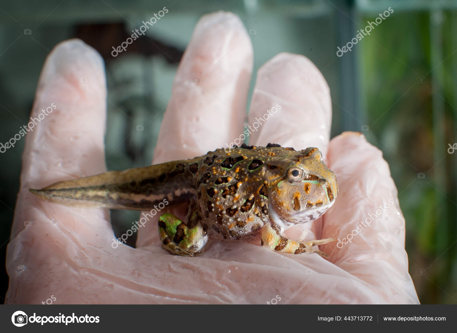 Brazilian Horned Frog