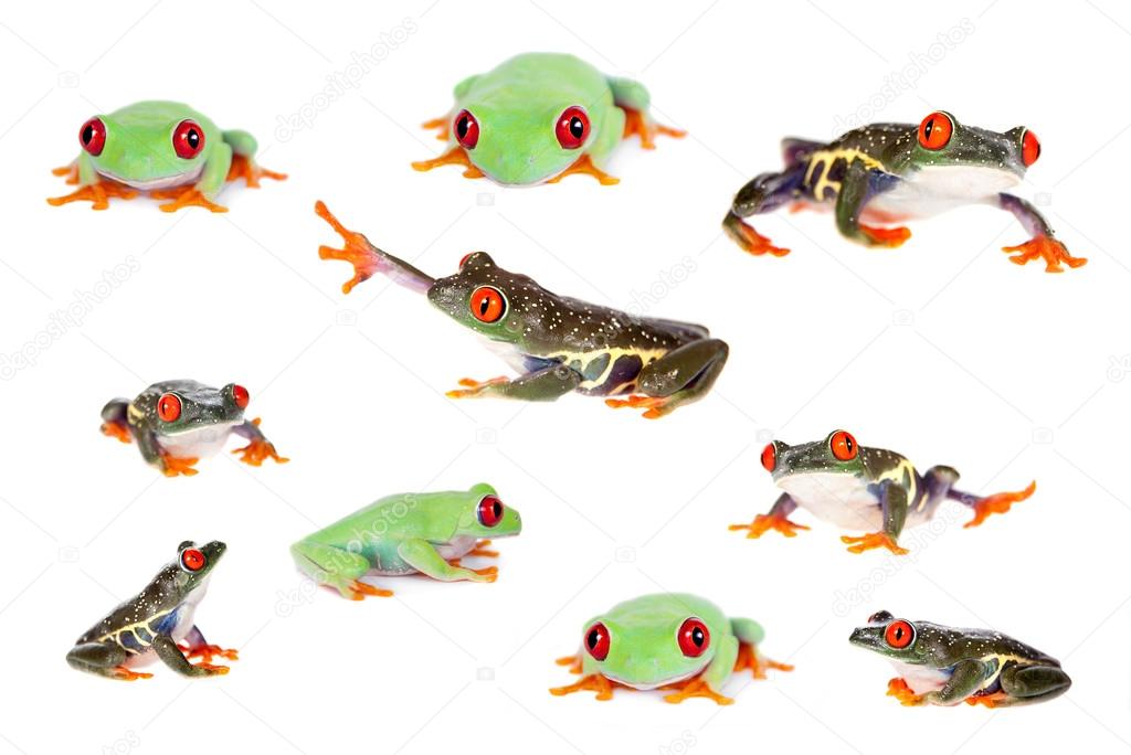 Beautiful red eyed tree frog on white background Stock Photo by ...