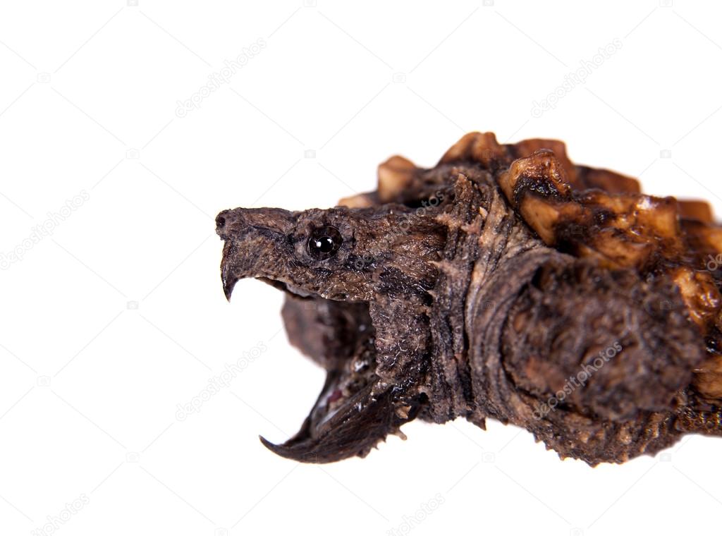 Snapping Turtle White Background