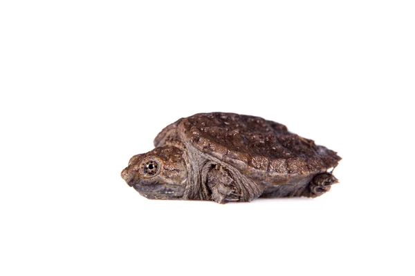 Baby snapping turtle Stock Photos, Royalty Free Baby snapping turtle ...
