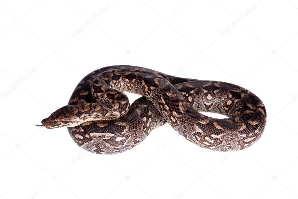 Dumerils Ground Boa on white Stock Photo by ©Farinosa 67803913